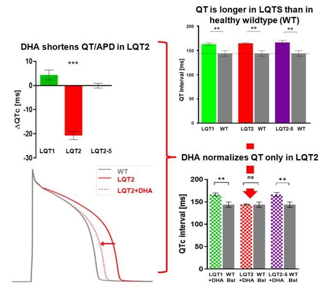 Aus der Forschung: Genspezifische Therapie beim Long-QT Syndrom - BeSiC ...